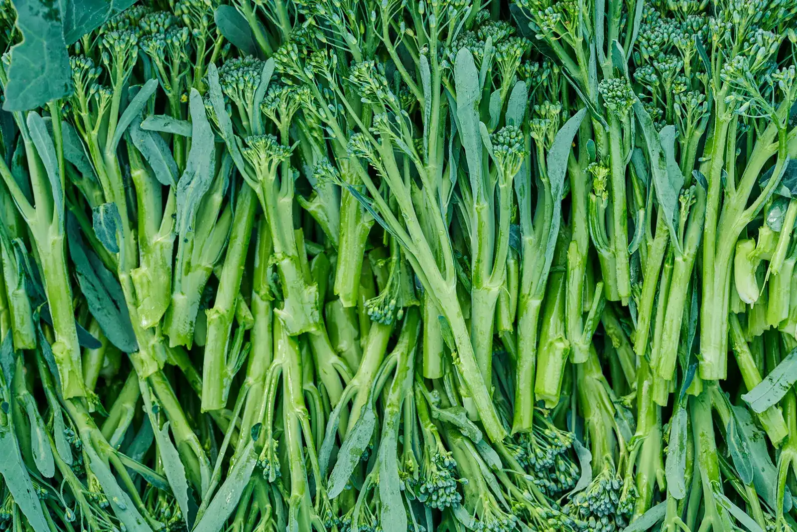 Where to Buy | Bimi® Baby Broccoli | Broccoli But Better